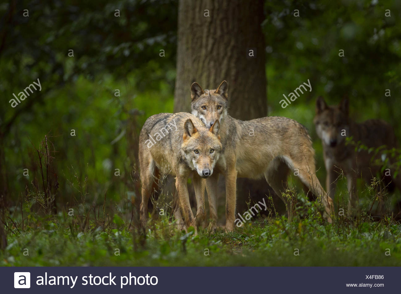 European Gray Wolf Canis Lupus Lupus Stock Photos & European Gray Wolf ...