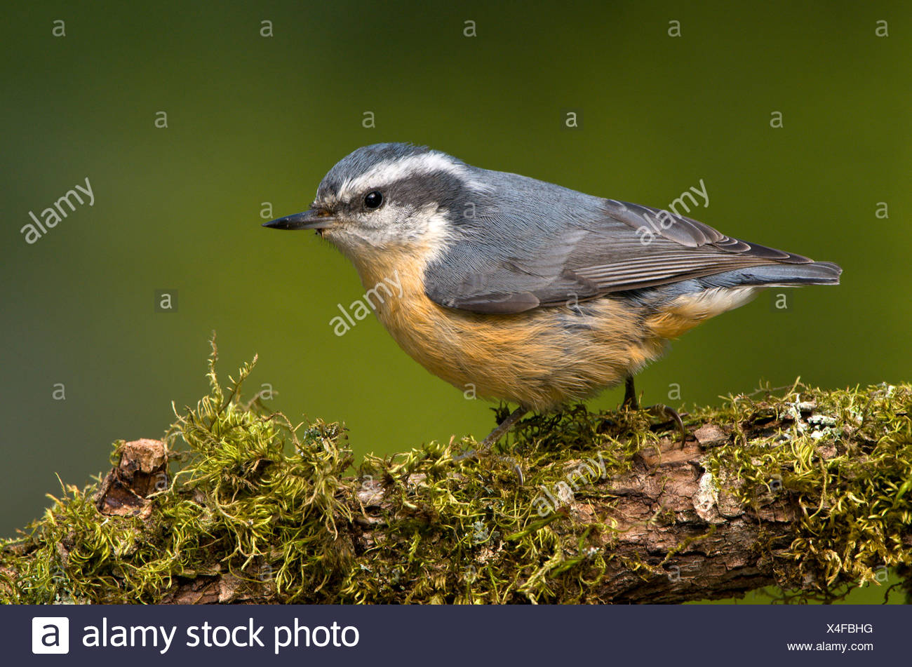 Nuthatch Canada High Resolution Stock Photography and Images - Alamy