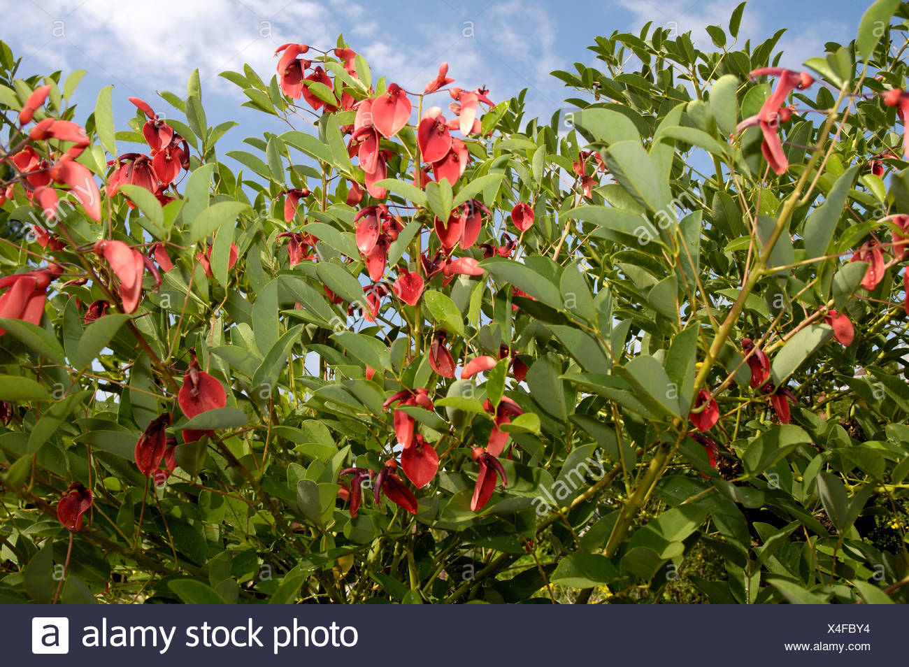 Coral Bean High Resolution Stock Photography and Images - Alamy
