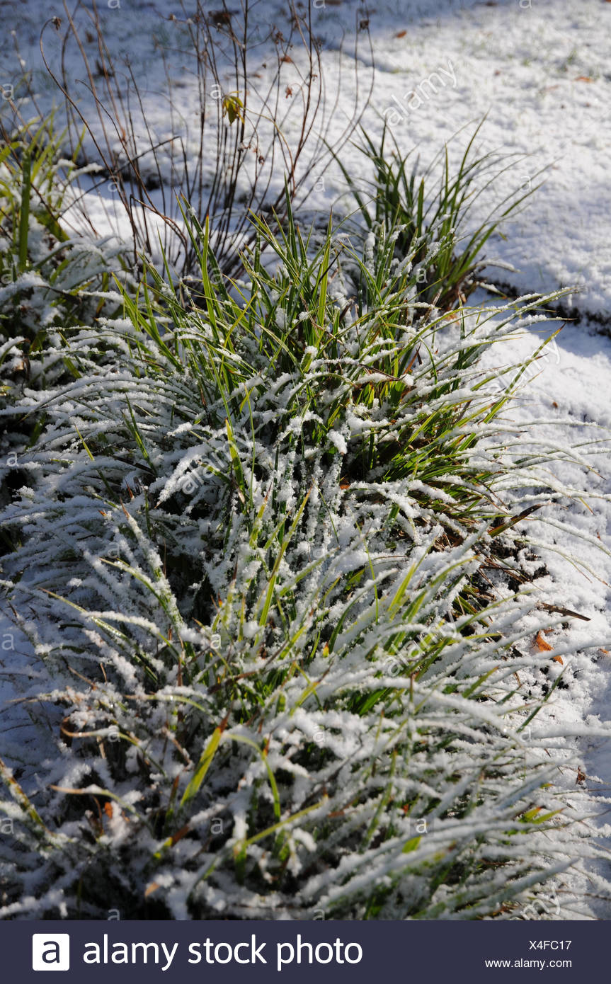 Snow Sedges Winter High Resolution Stock Photography and Images - Alamy