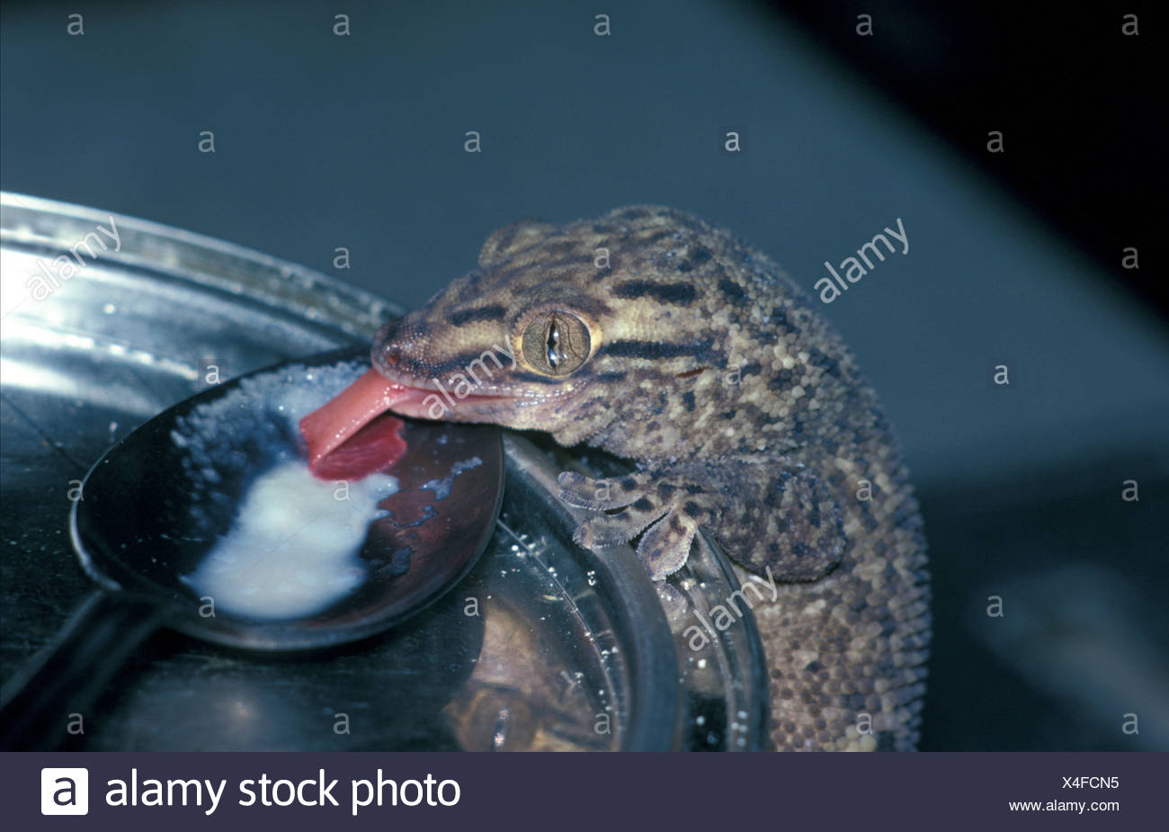 Seychelles Bronze Gecko High Resolution Stock Photography and Images ...