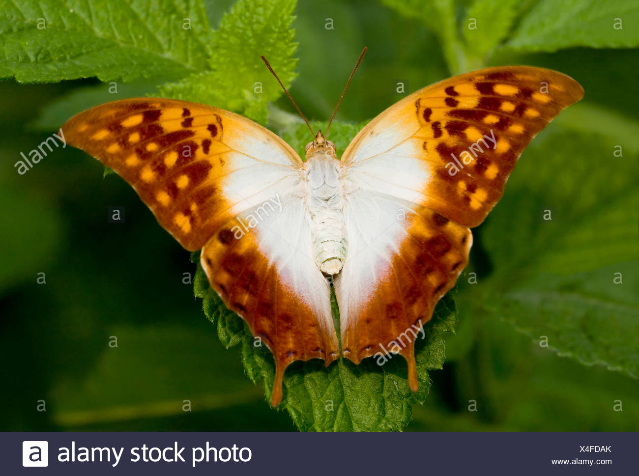 Charaxes Stock Photos & Charaxes Stock Images - Alamy
