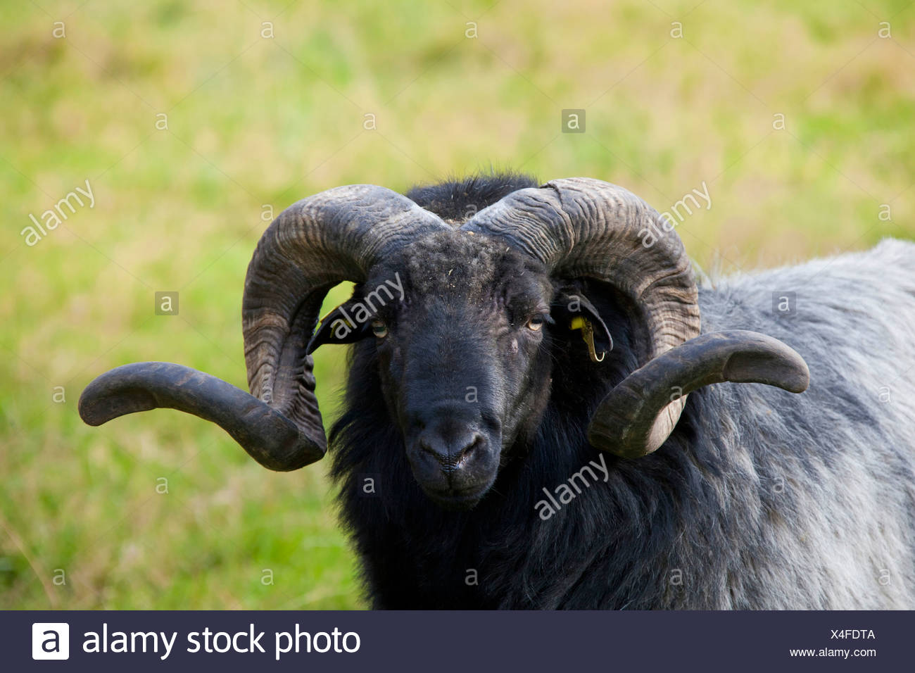 Heidschnucke Stock Photos & Heidschnucke Stock Images - Alamy