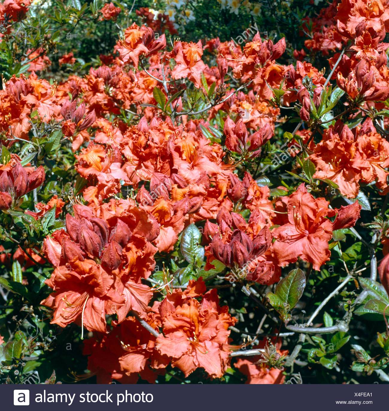 Deciduous Azalea Knap Hill Azalea High Resolution Stock Photography and ...