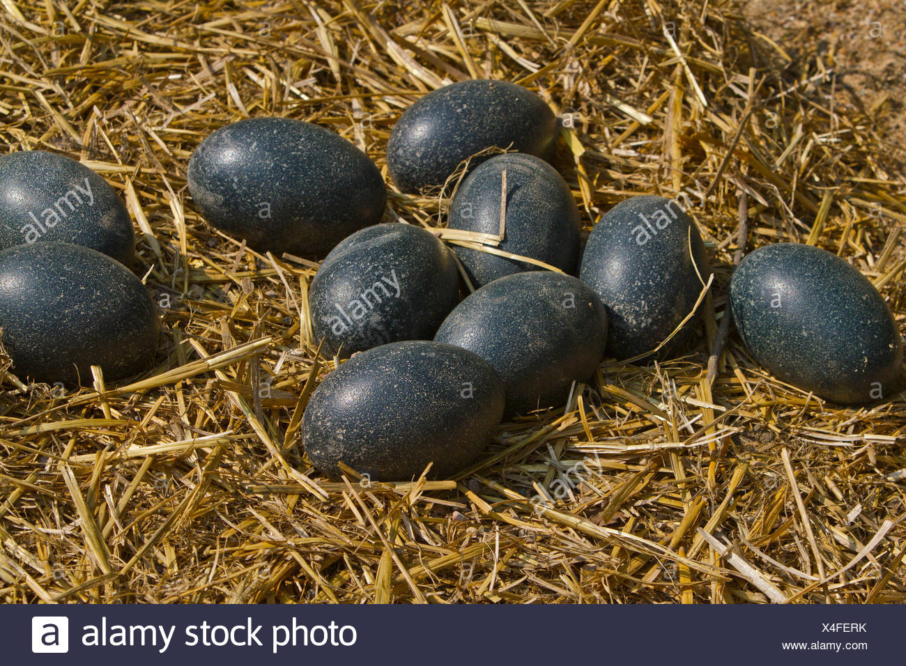 Emu Egg High Resolution Stock Photography and Images - Alamy