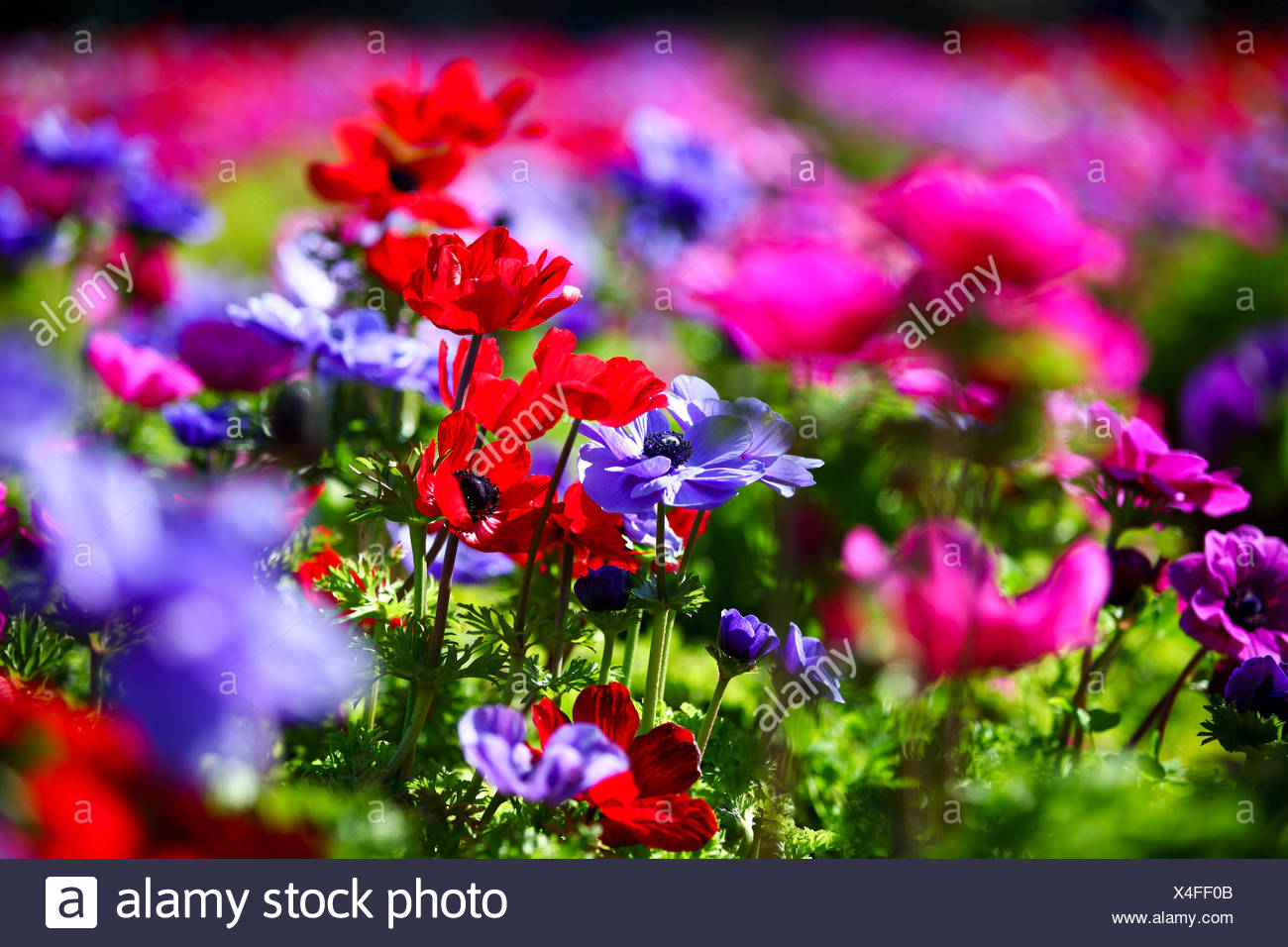 Agricultural Crop Blue Flower Flowers Crops High Resolution Stock ...