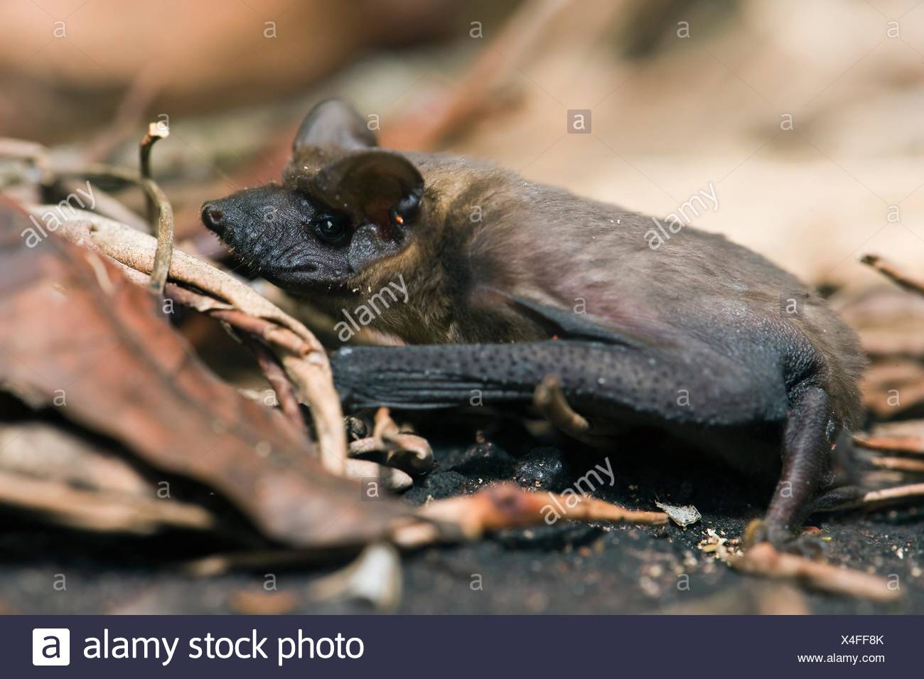 Brazilian Free Tailed Bat Tadarida Brasiliensis High Resolution Stock ...