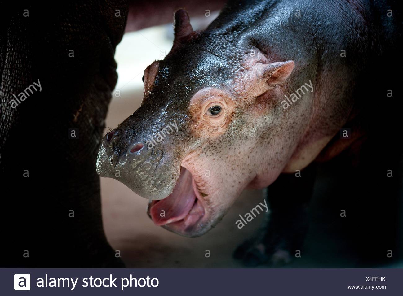 Side View Of Hippo Stock Photos & Side View Of Hippo Stock Images - Alamy