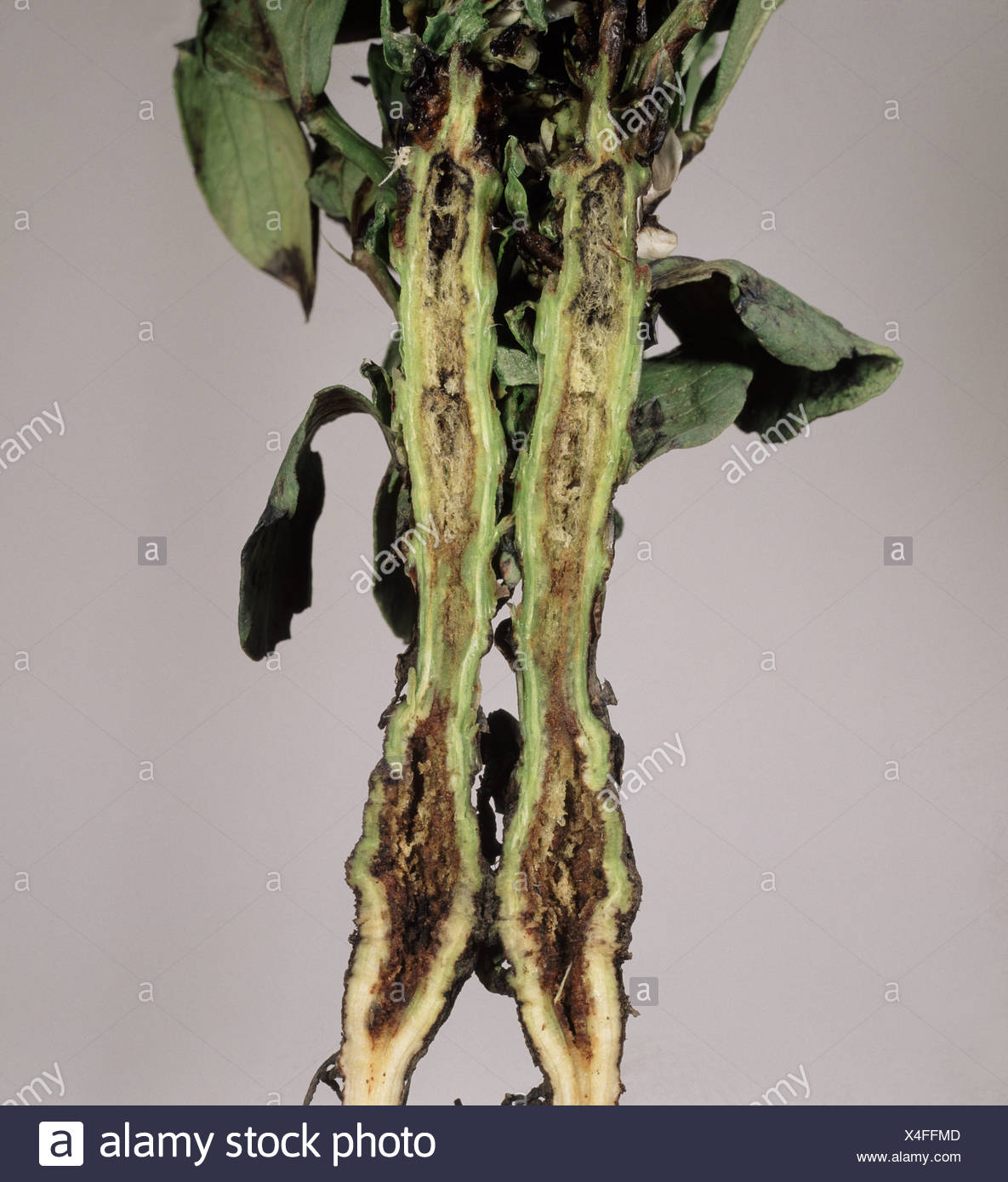 Stem Eelworm High Resolution Stock Photography and Images - Alamy