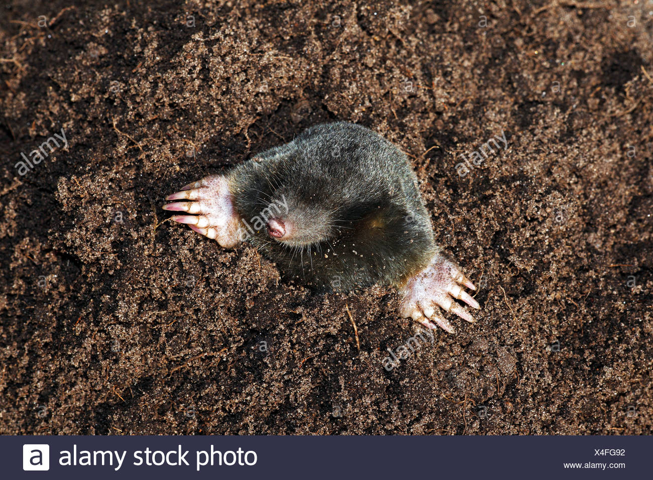 Mole Paw Stock Photos & Mole Paw Stock Images - Alamy