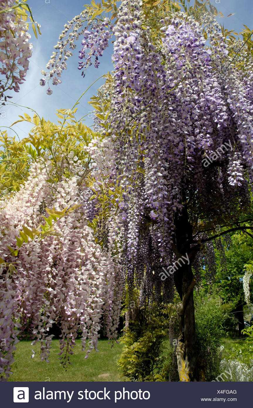 Wisteria Chinensis High Resolution Stock Photography and Images - Alamy