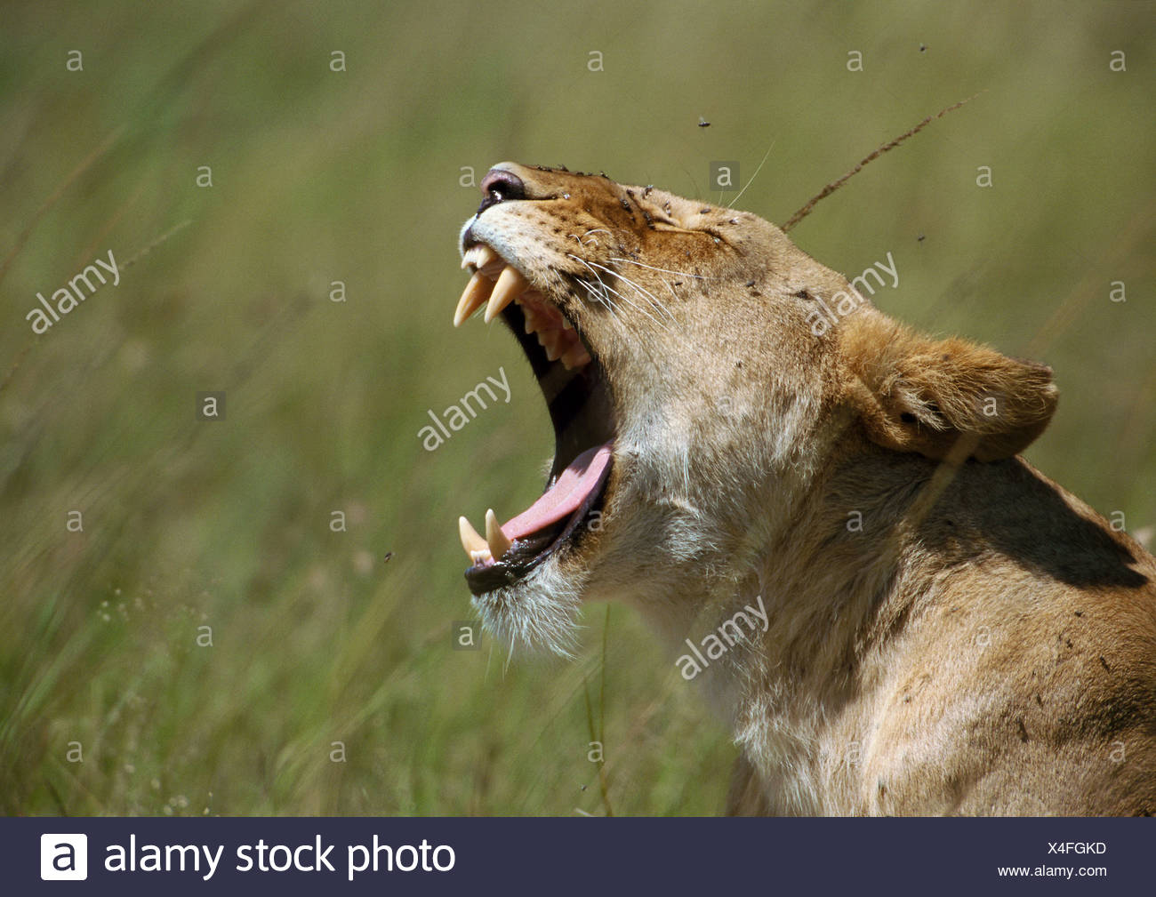 African Flies On Lion High Resolution Stock Photography and Images - Alamy