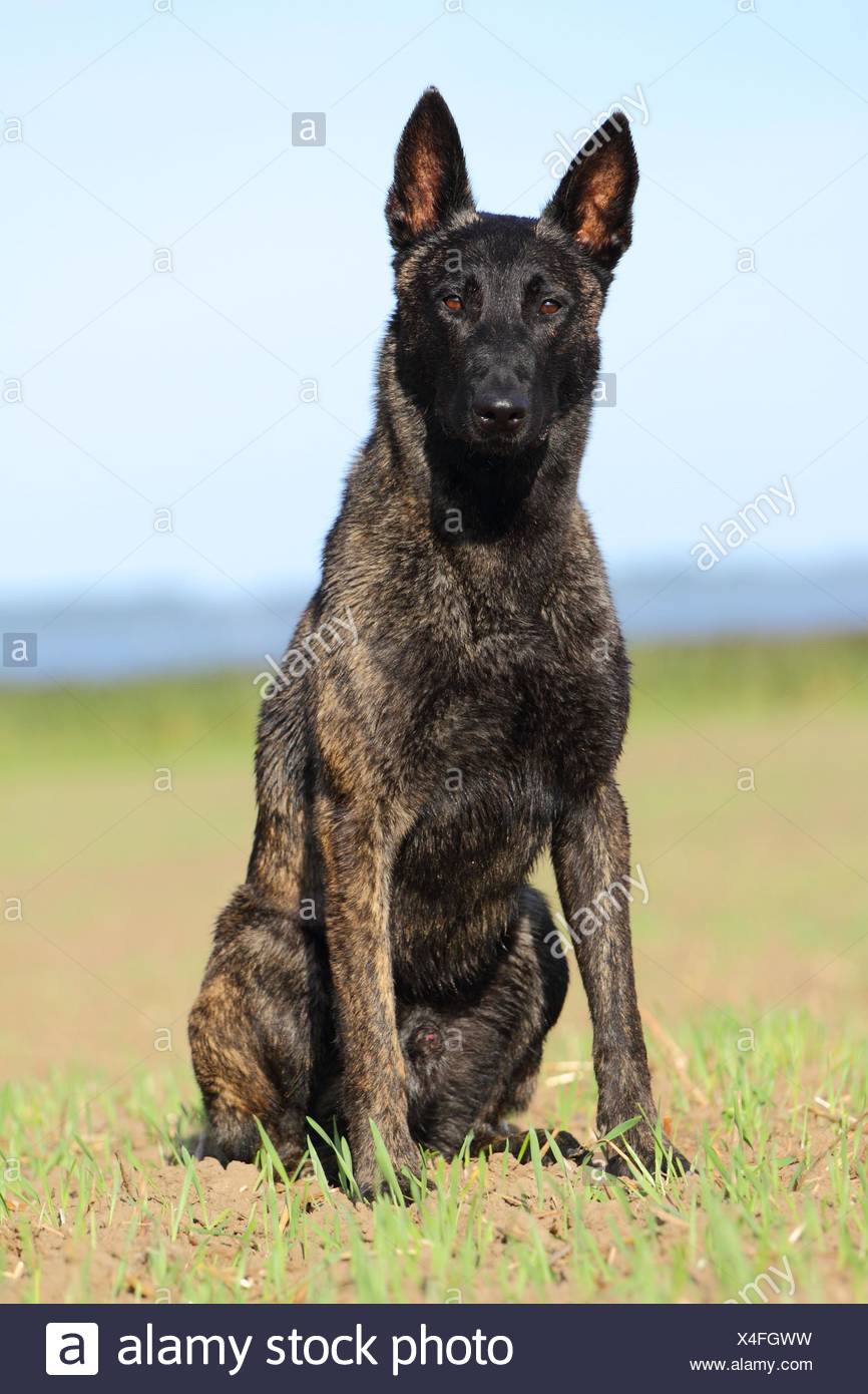 Dutch Herder High Resolution Stock Photography and Images - Alamy