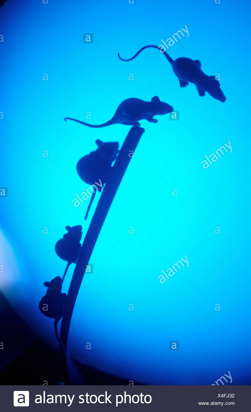 Community Of Mice High Resolution Stock Photography and Images - Alamy