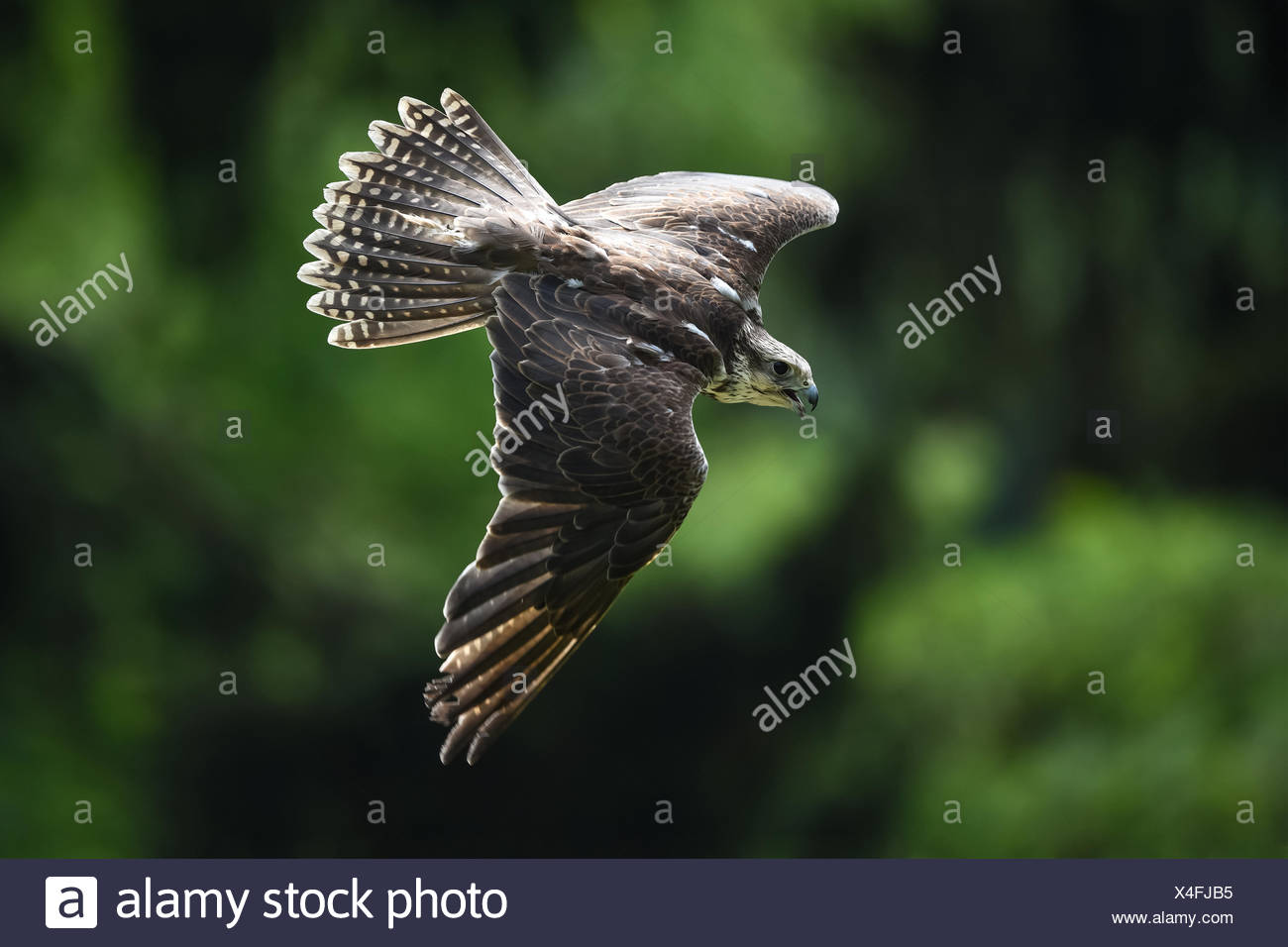 Diving Falcon High Resolution Stock Photography and Images - Alamy