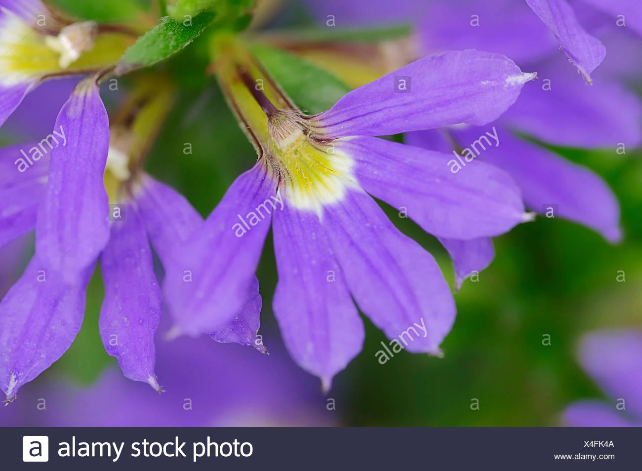 Scaevola Flower High Resolution Stock Photography and Images - Alamy
