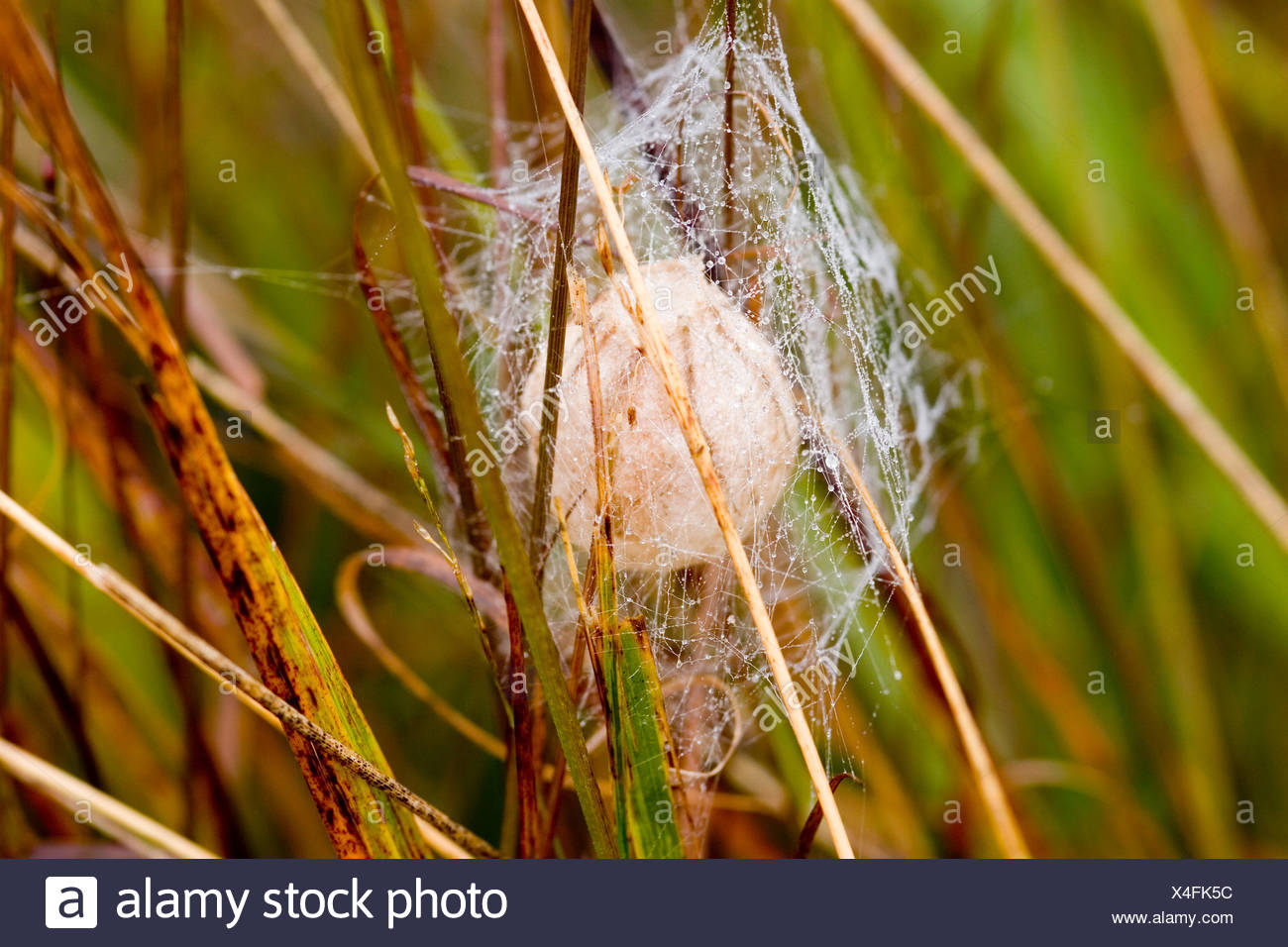 Spider Cocoon Stock Photos & Spider Cocoon Stock Images - Alamy