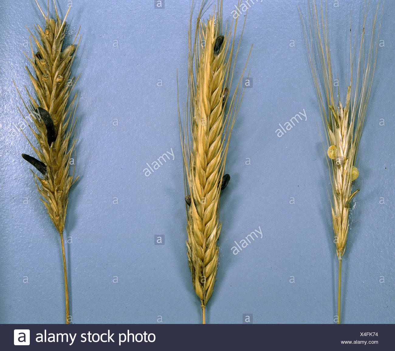 Claviceps Purpurea High Resolution Stock Photography and Images - Alamy