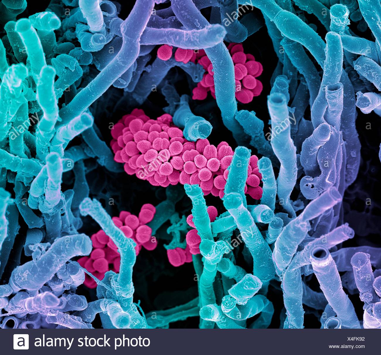 Streptomyces High Resolution Stock Photography and Images - Alamy