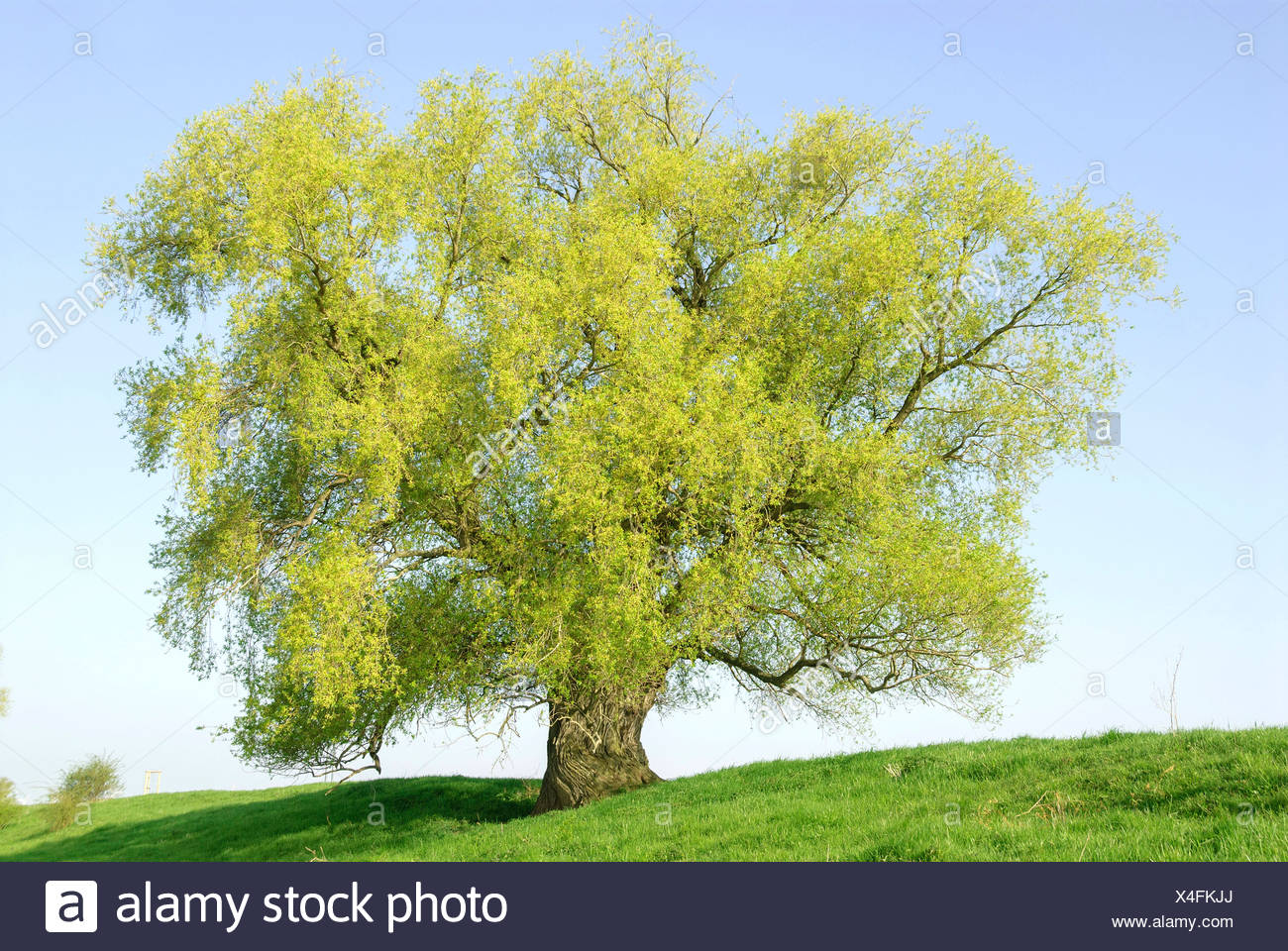 Crack Willow Salix Fragilis High Resolution Stock Photography and ...