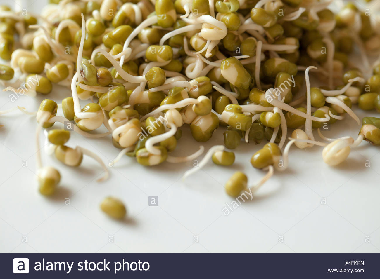 Seed Germination High Resolution Stock Photography and Images - Alamy