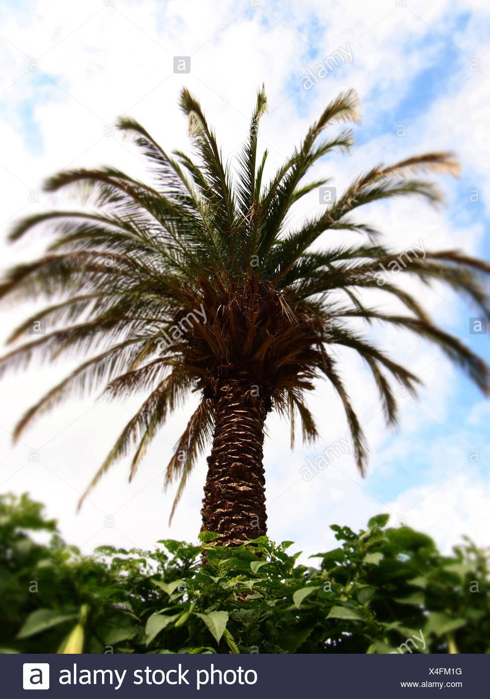 Palmae Arecaceae Stock Photos & Palmae Arecaceae Stock Images - Alamy