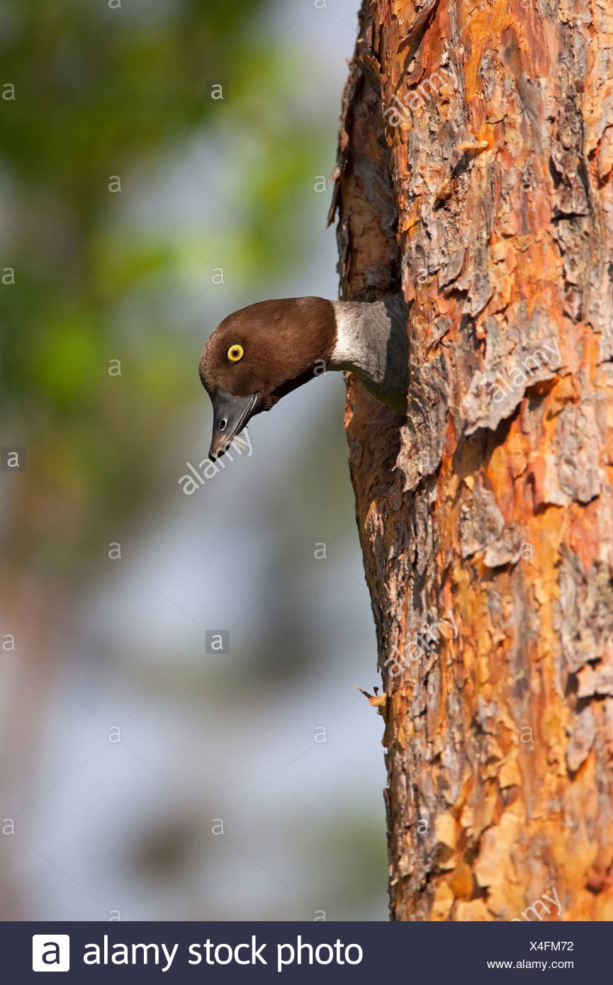 Bucephala Clangula Nest High Resolution Stock Photography and Images ...