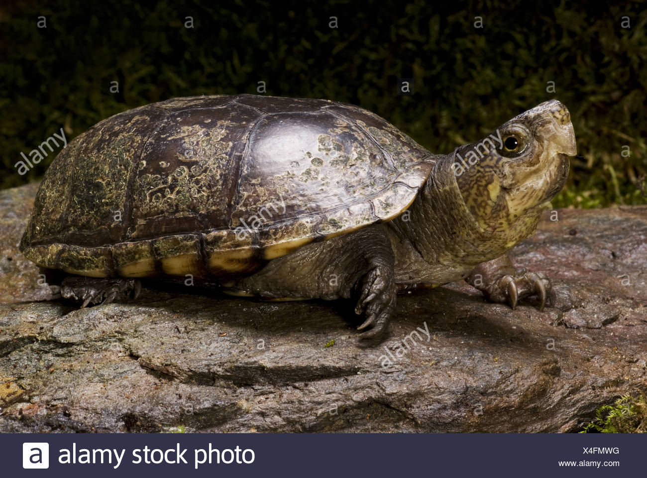 Kinosternon Subrubrum High Resolution Stock Photography and Images - Alamy