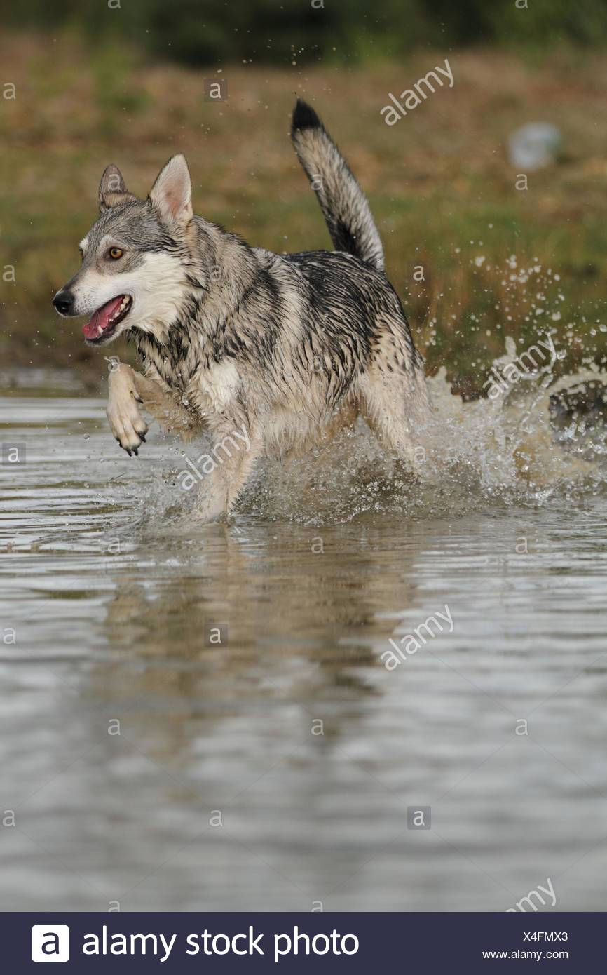 Husky Mongrel Stock Photos & Husky Mongrel Stock Images - Alamy