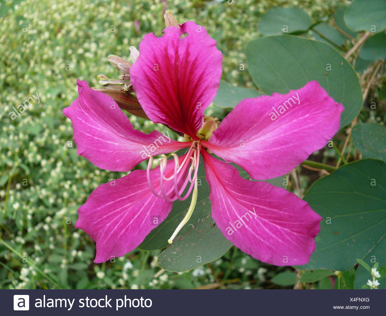 Orchid Tree Bauhinia Variegata High Resolution Stock Photography and ...