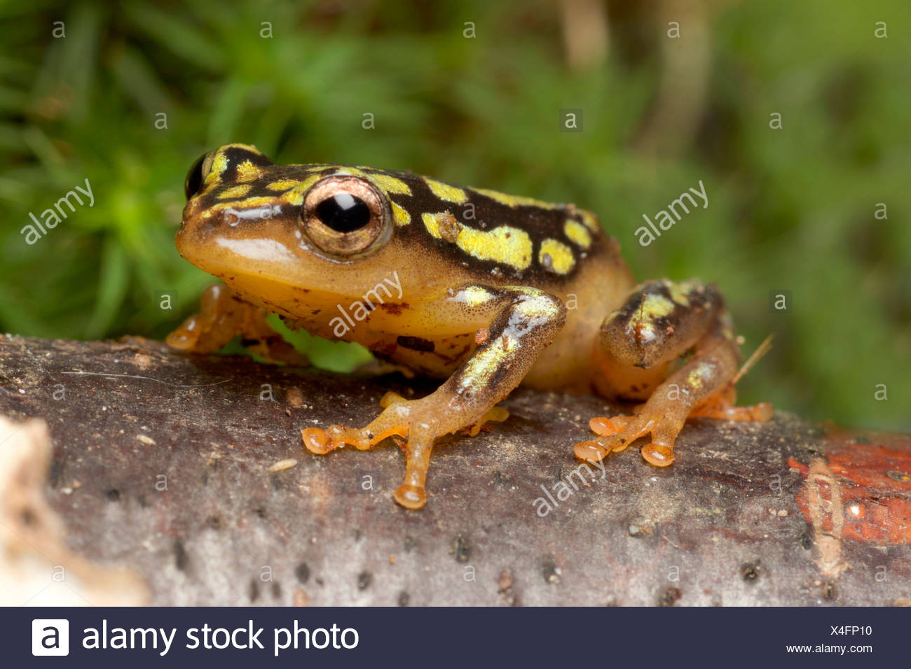 Hyperolius Viridiflavus High Resolution Stock Photography and Images ...