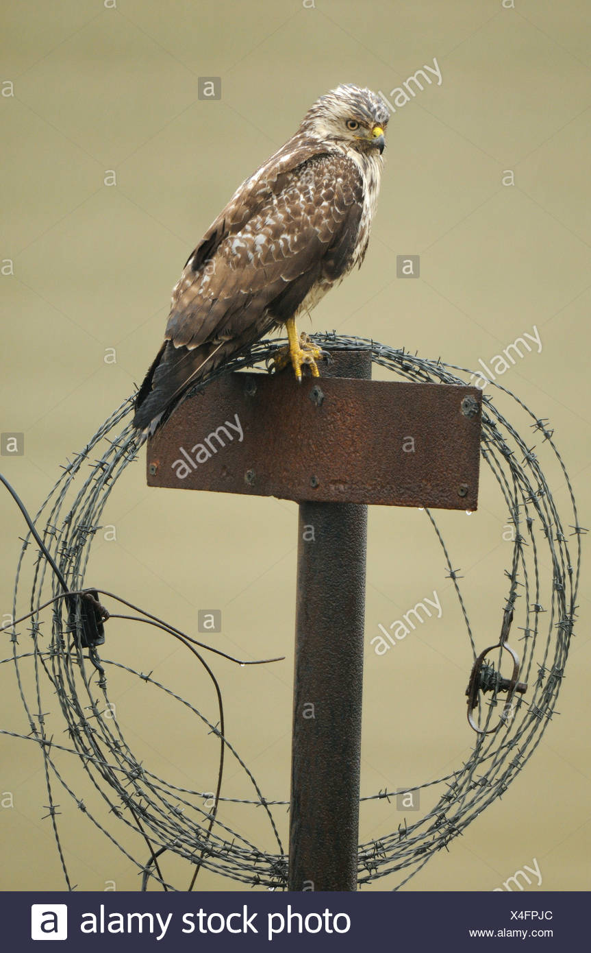 Buse Variable High Resolution Stock Photography and Images - Alamy