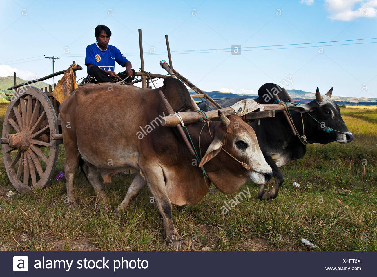 Ox Drawn Vehicle High Resolution Stock Photography and Images - Alamy