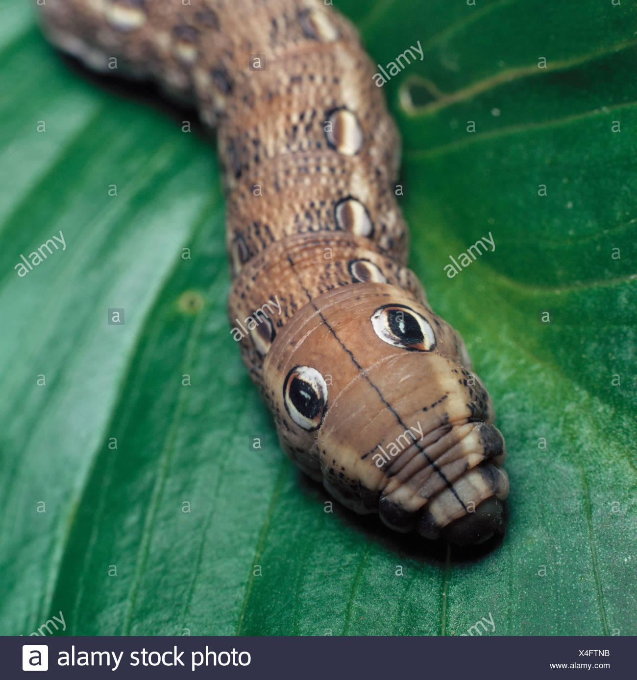 Snake Mimic Caterpillar High Resolution Stock Photography and Images ...