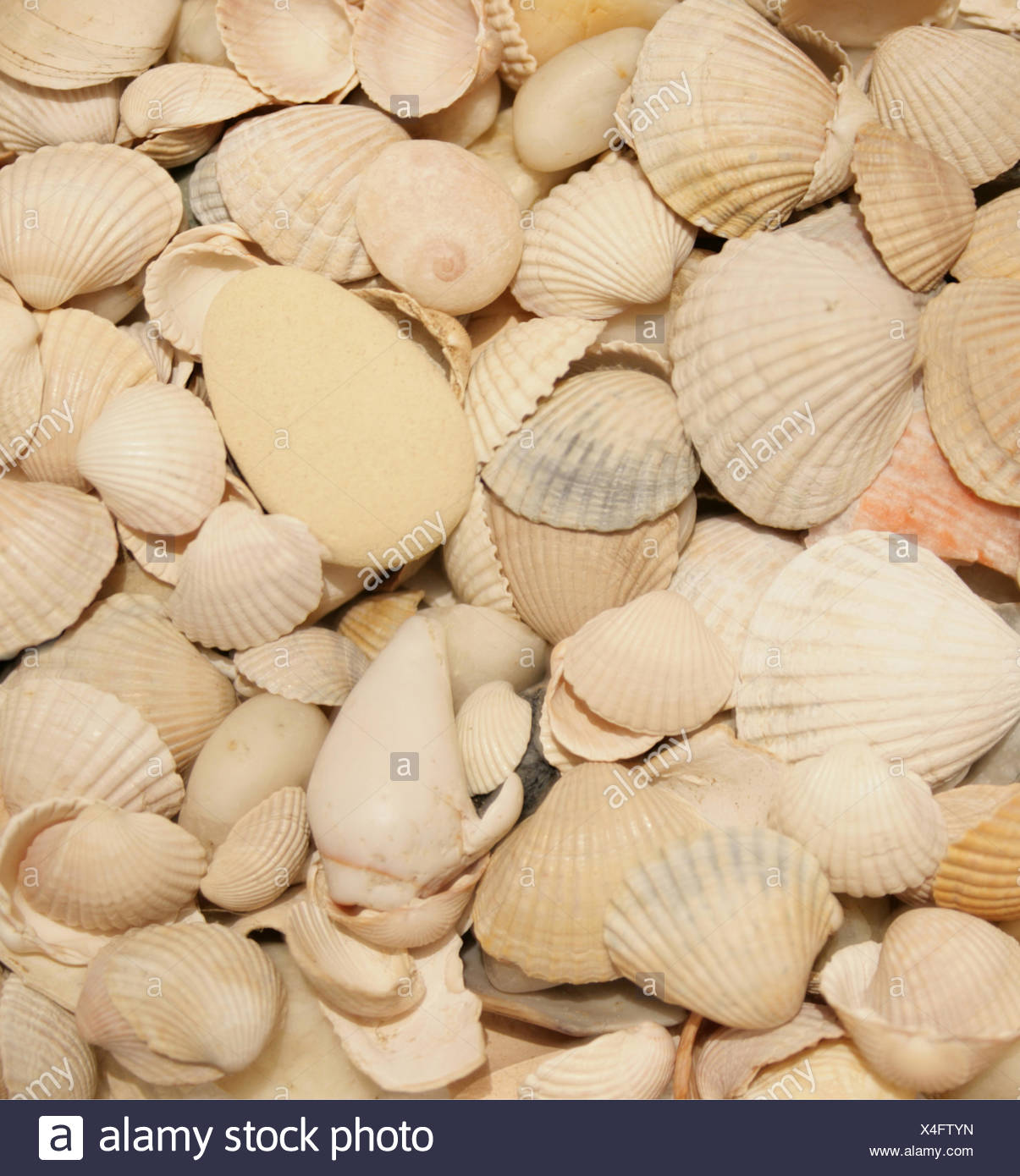Underwater Shells Ocean Sand Stock Photos & Underwater Shells Ocean ...