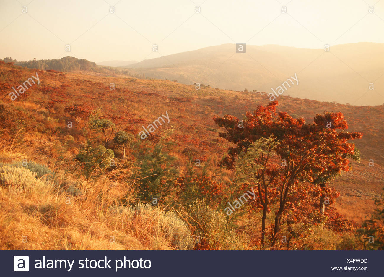 Nyanga Landscape High Resolution Stock Photography and Images - Alamy