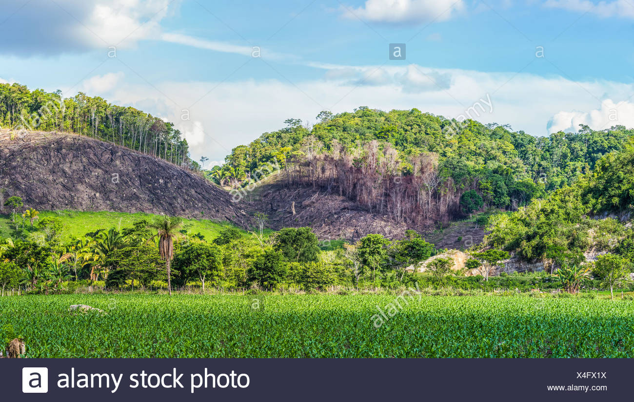 Deforestation High Resolution Stock Photography and Images - Alamy