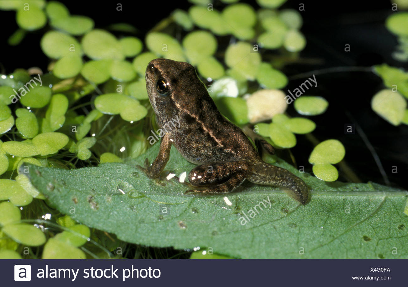 Froglet With Tail High Resolution Stock Photography and Images - Alamy