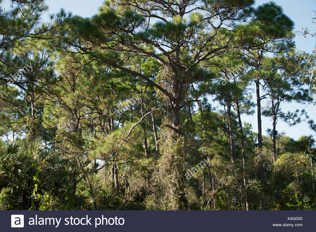 Florida Pine Trees High Resolution Stock Photography and Images - Alamy