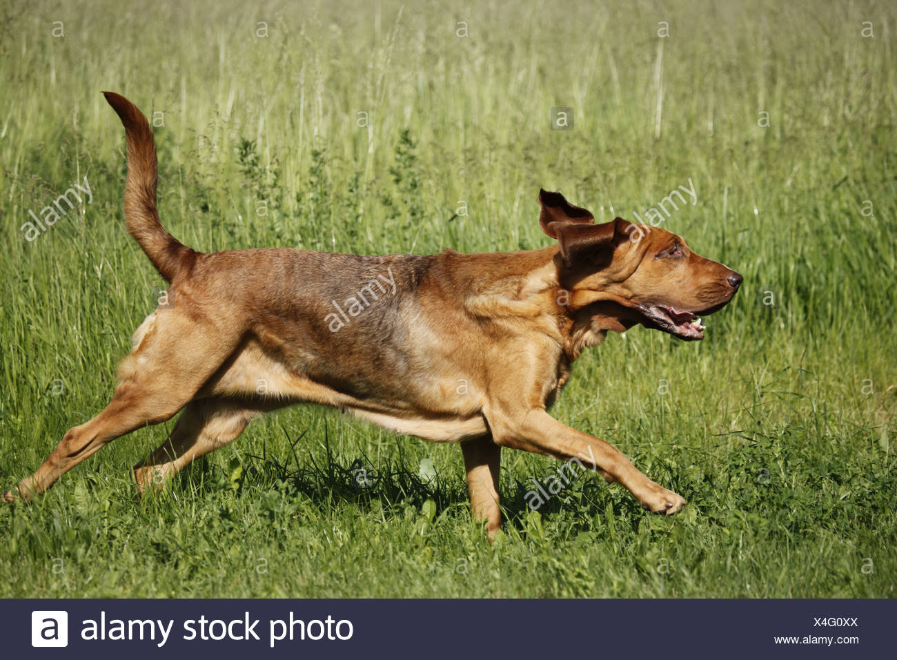 Bloodhounds Running High Resolution Stock Photography and Images - Alamy