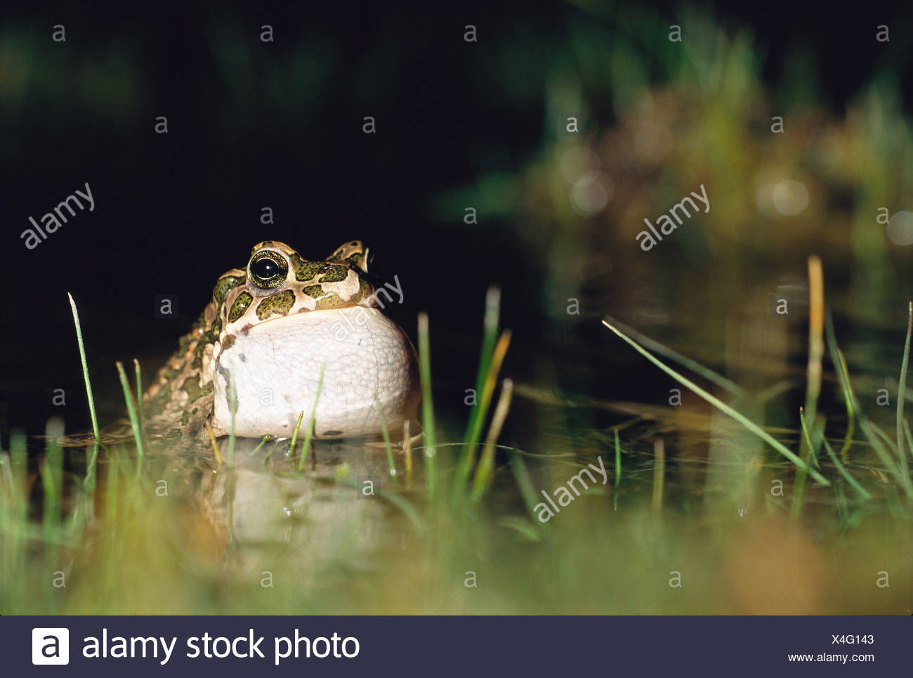 Swedish Swamp Frogs High Resolution Stock Photography and Images - Alamy