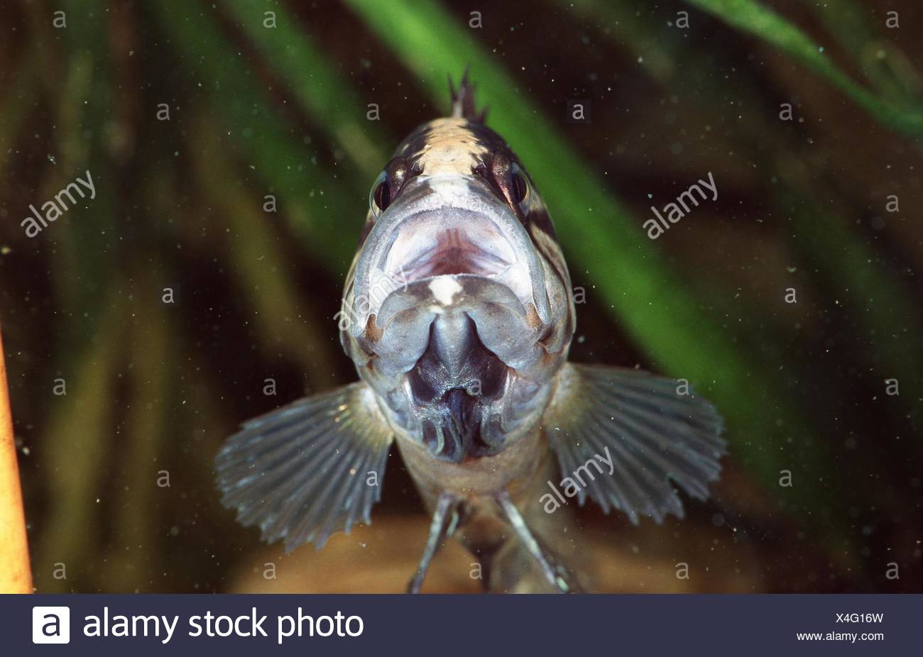 Siniperca Stock Photos & Siniperca Stock Images - Alamy