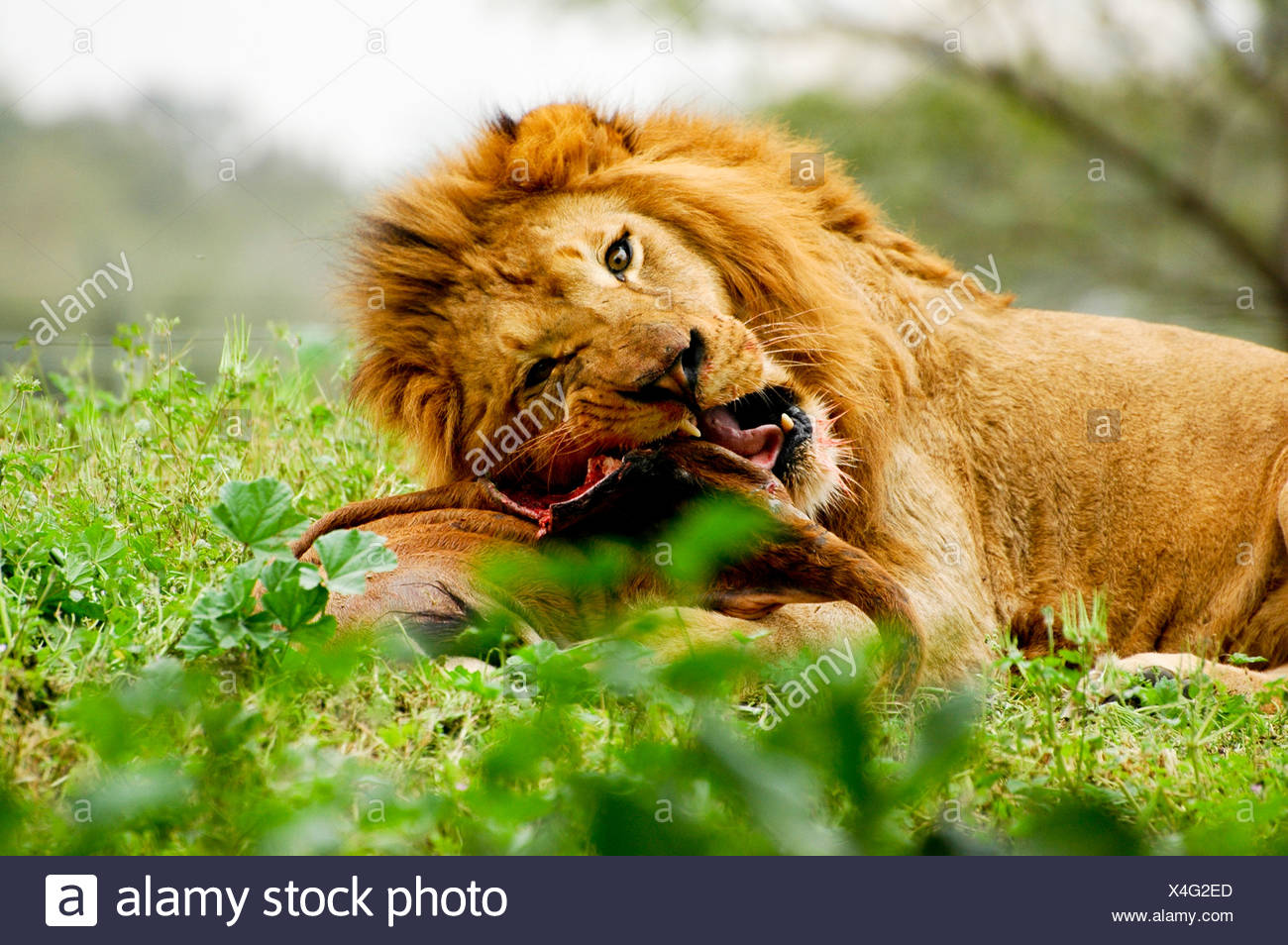 Lion Eating Carcass High Resolution Stock Photography and Images - Alamy