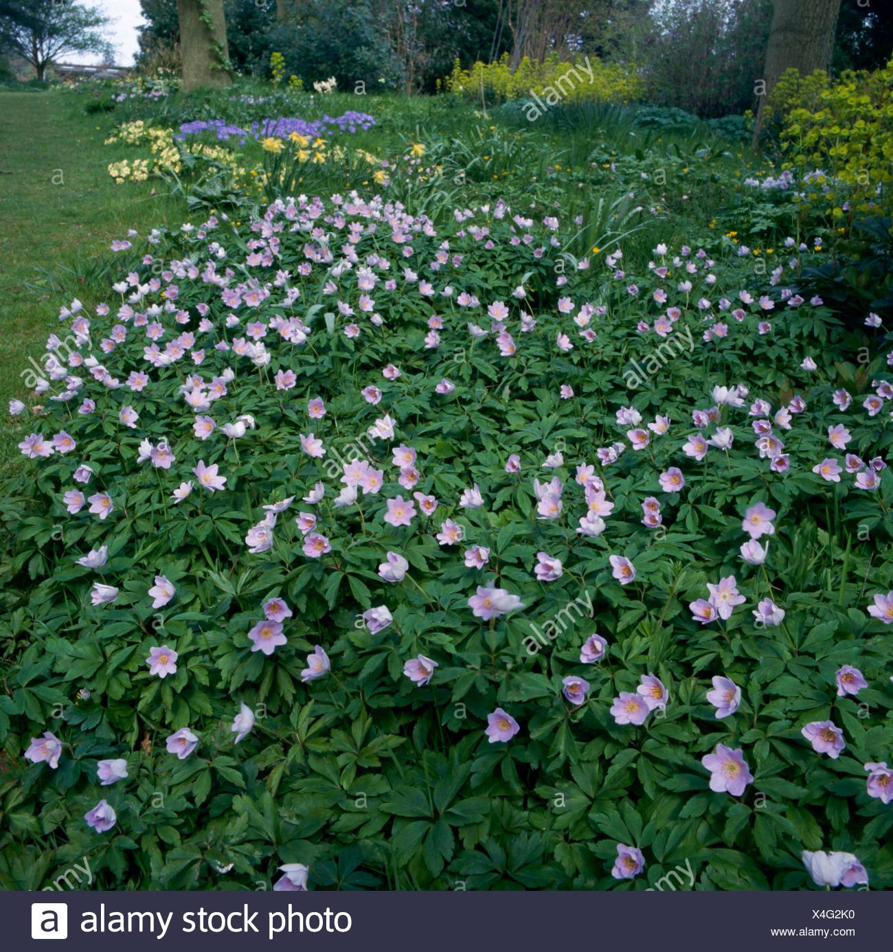 Anemone Nemorosa Robinsoniana High Resolution Stock Photography and ...