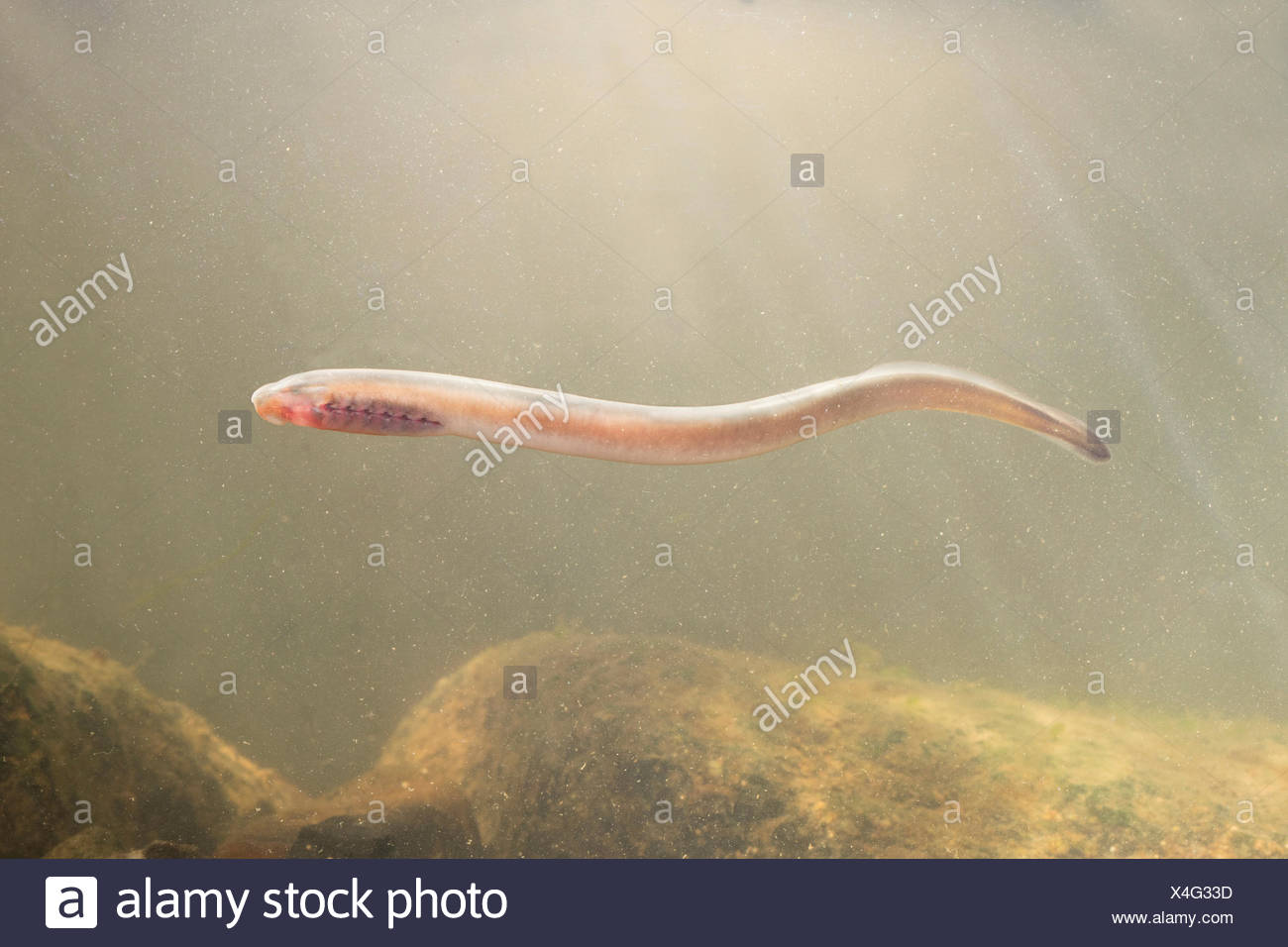 Sea Lamprey High Resolution Stock Photography and Images - Alamy