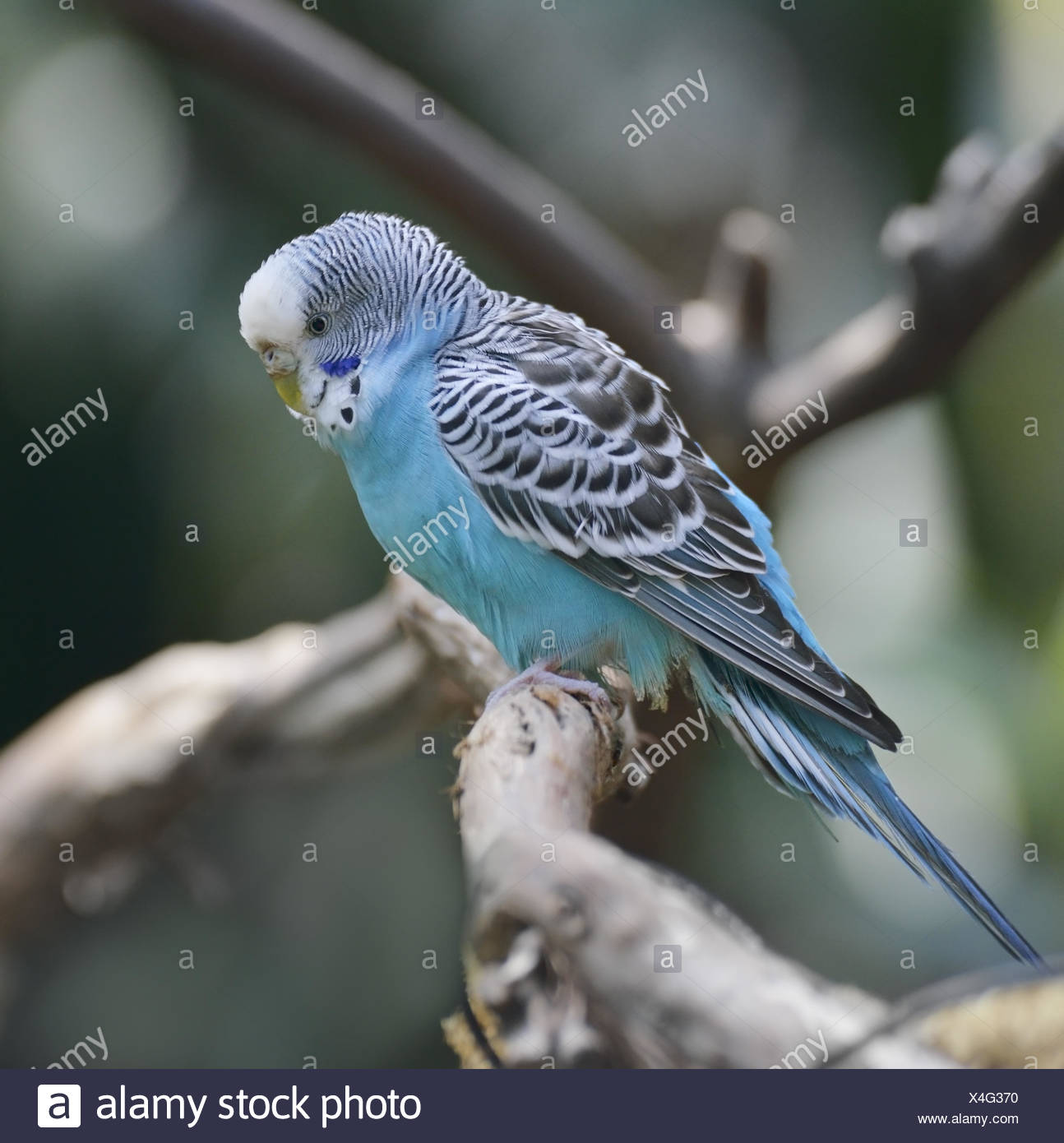 Blue Budgerigar Stock Photos & Blue Budgerigar Stock Images - Alamy