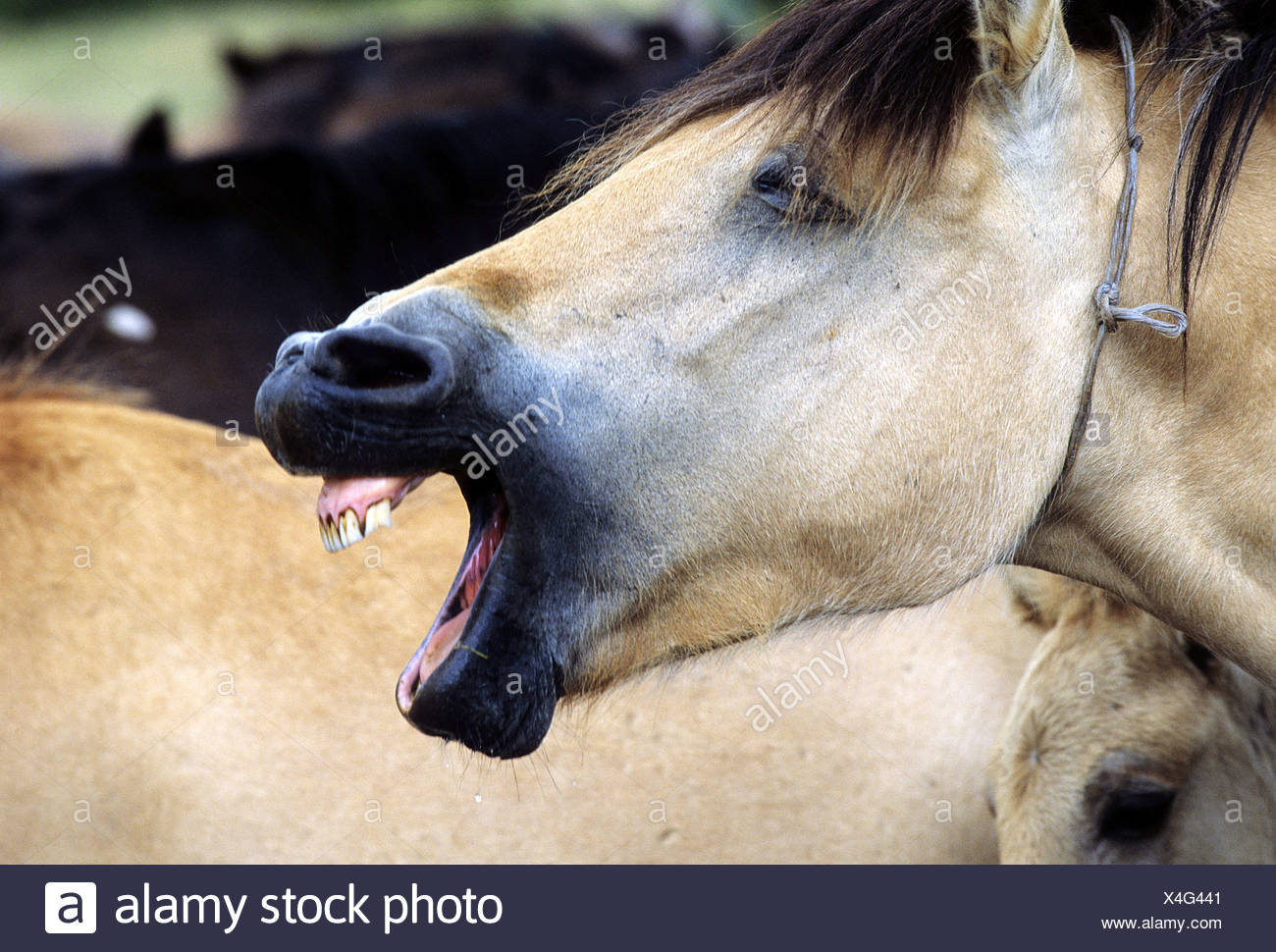 Horse Neighing High Resolution Stock Photography and Images - Alamy