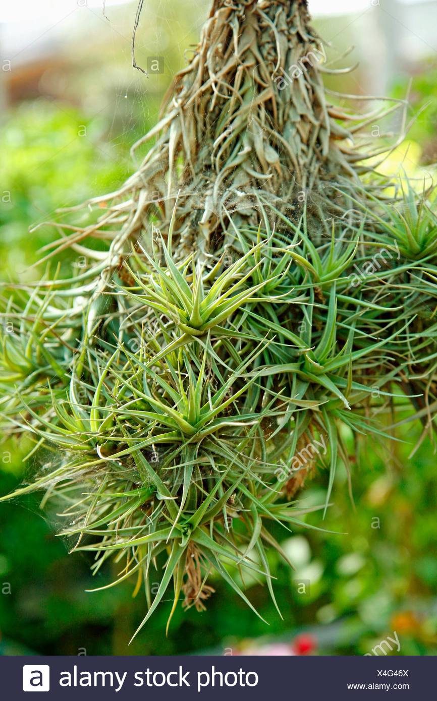 Tillandsia Tillandsia Aeranthos High Resolution Stock Photography and ...