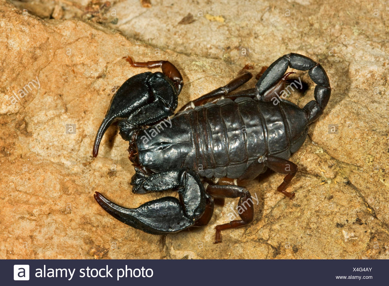 Italian Scorpion Stock Photos & Italian Scorpion Stock Images - Alamy