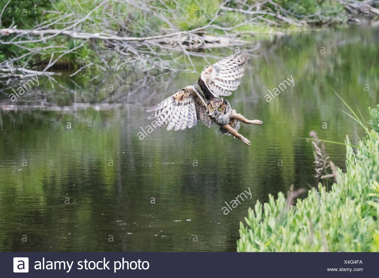 Great Horned Owl Hunting High Resolution Stock Photography and Images ...